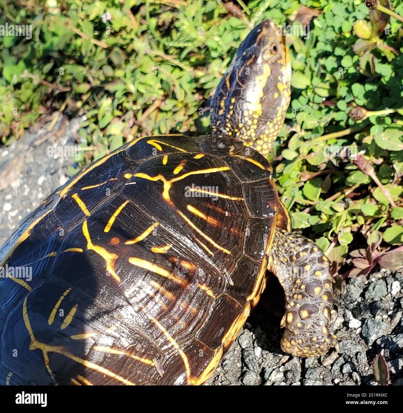 Florida Box Turtle (Terrapene carolina bauri Stock Photo - Alamy