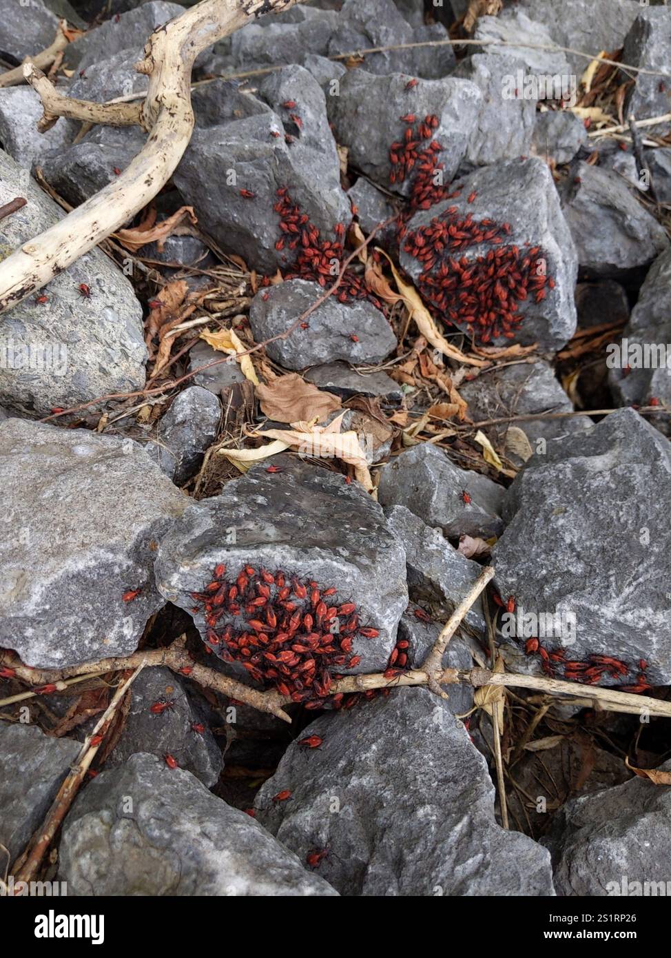 Eastern Boxelder Bug (Boisea trivittata Stock Photo - Alamy