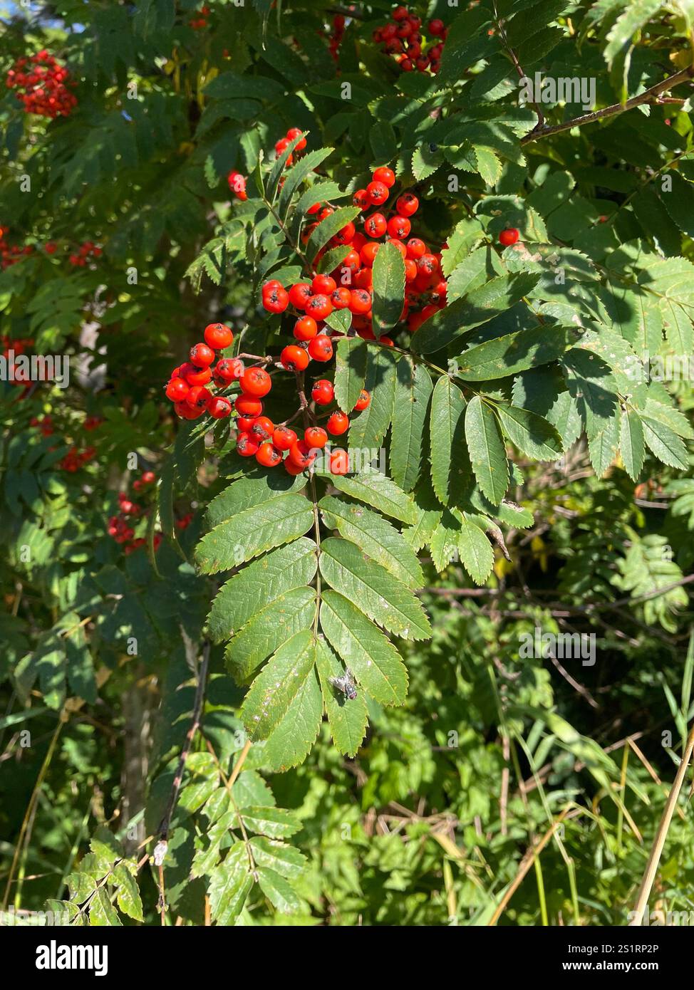 European mountain ash (Sorbus aucuparia Stock Photo - Alamy