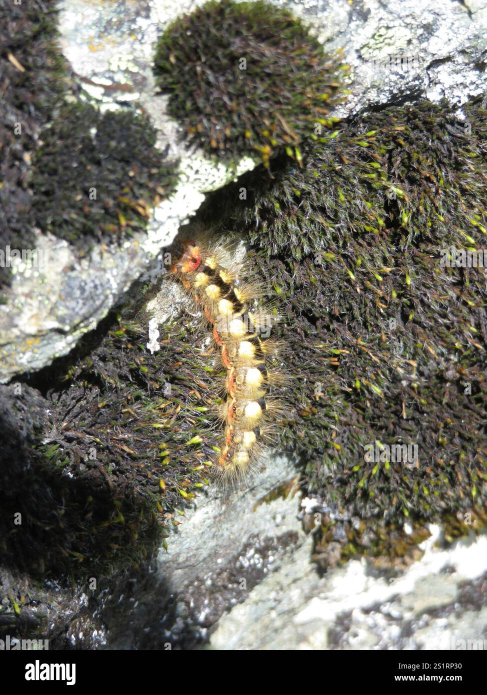 Sweet Gale Moth (Acronicta euphorbiae Stock Photo - Alamy