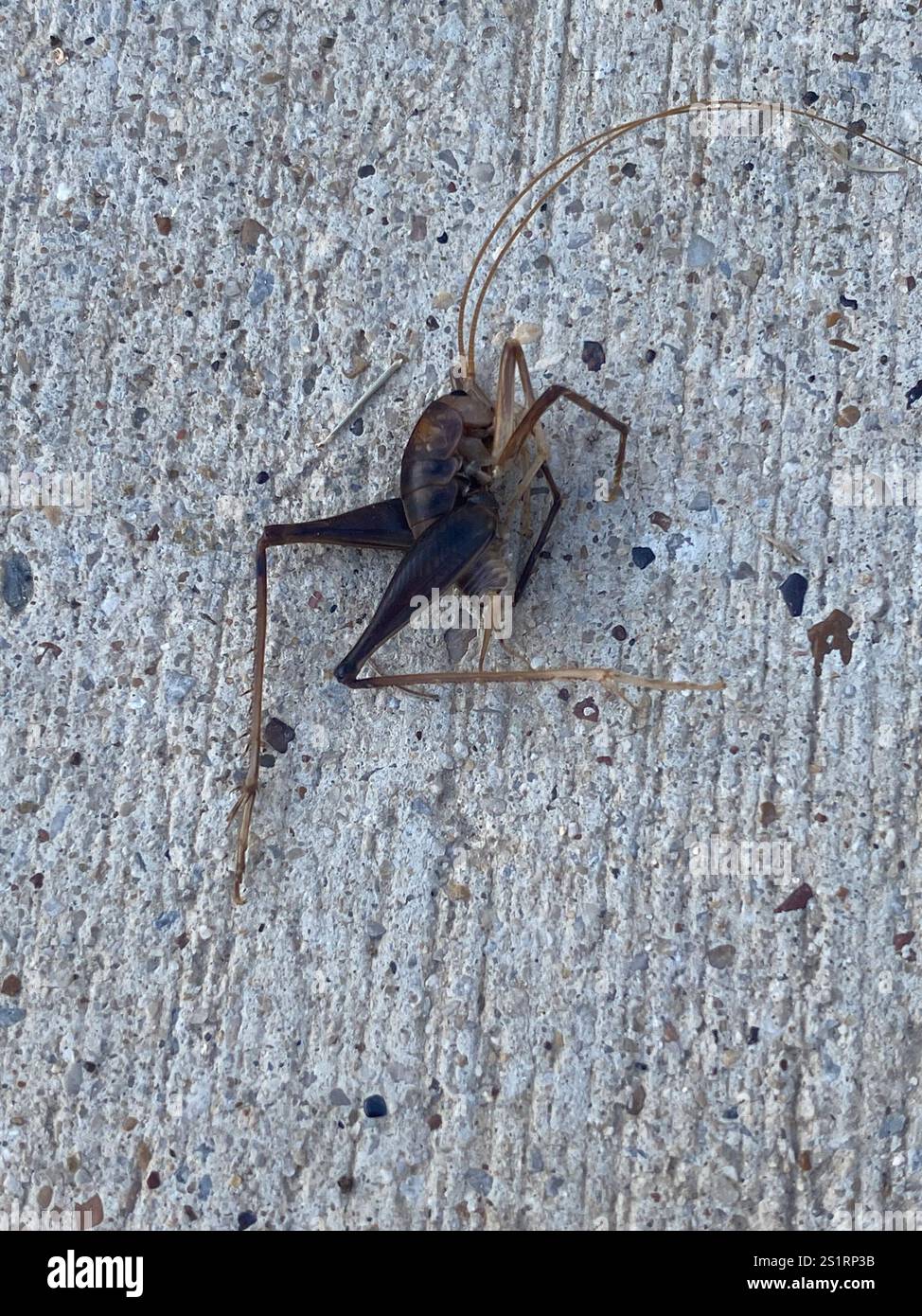 Camel Crickets, Cave Crickets, and Cave Wēta (Rhaphidophoridae Stock ...