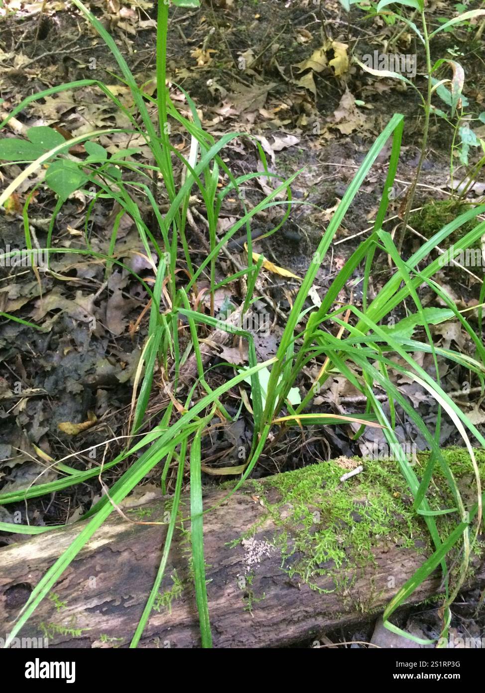 bladder sedge (Carex intumescens Stock Photo - Alamy