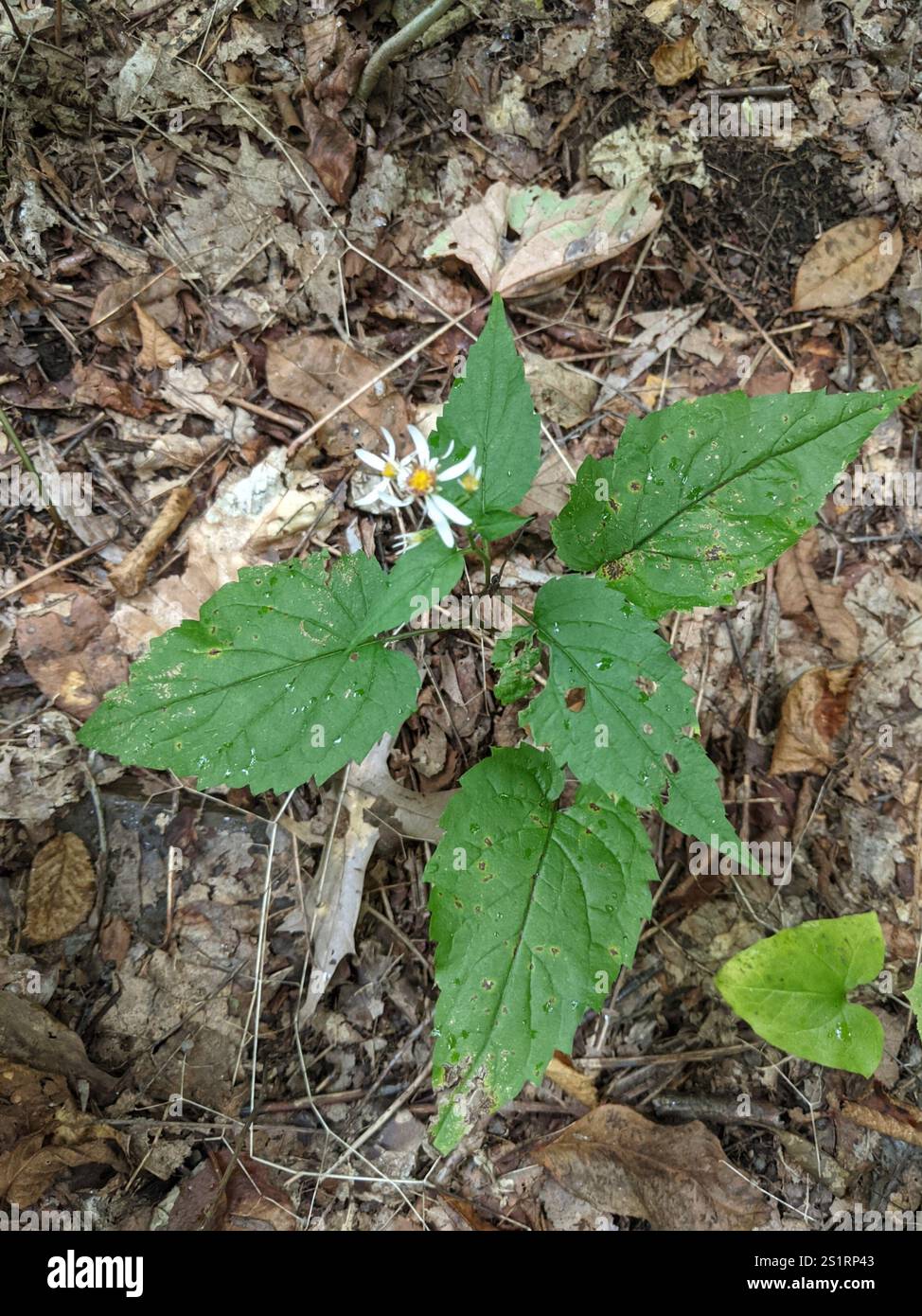 Common Blue Wood Aster (Symphyotrichum cordifolium Stock Photo - Alamy