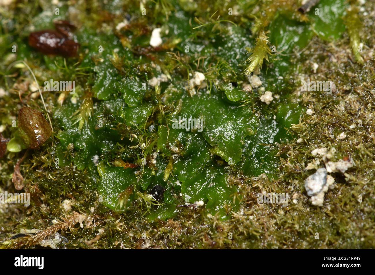 greasewort (Aneura pinguis Stock Photo - Alamy