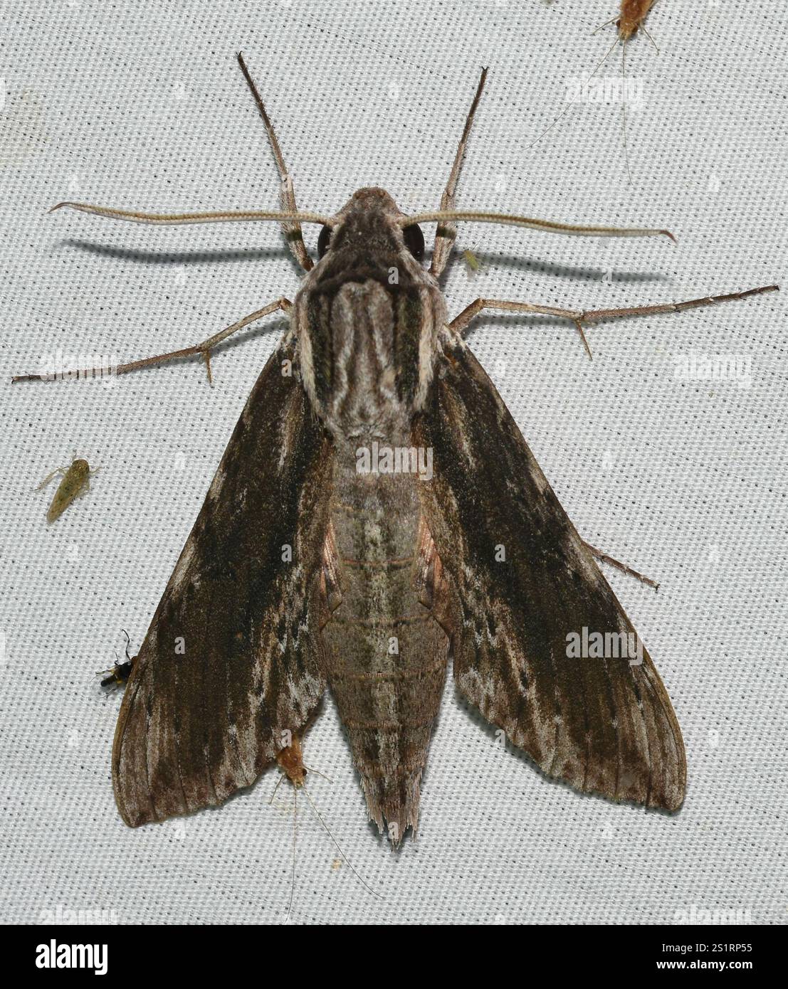 Obscure Sphinx (Erinnyis obscura Stock Photo - Alamy