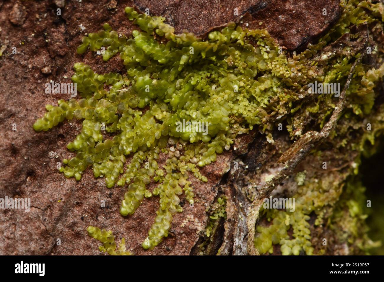 (Radula obtusiloba polyclada Stock Photo - Alamy