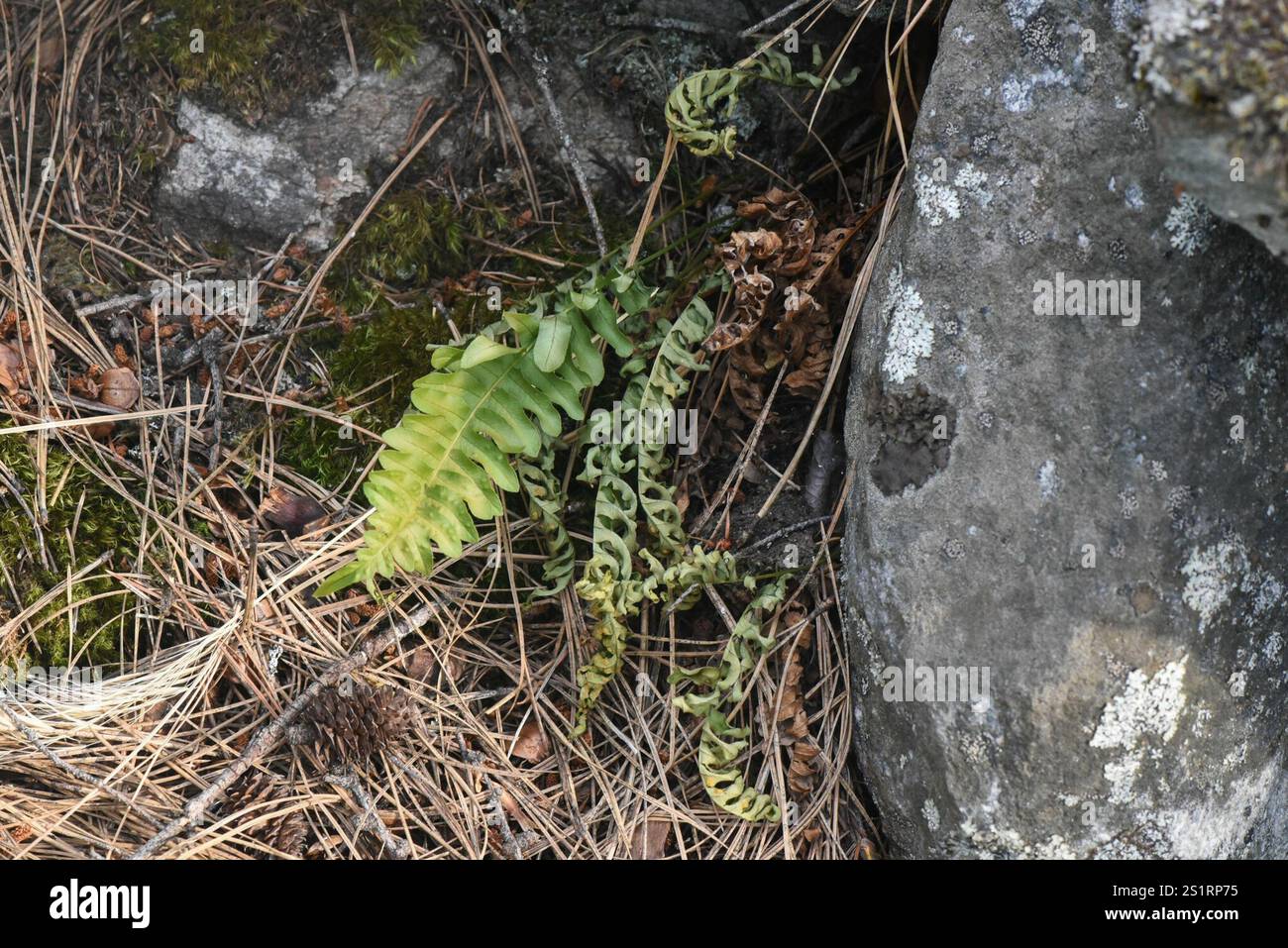 western polypody (Polypodium hesperium Stock Photo - Alamy