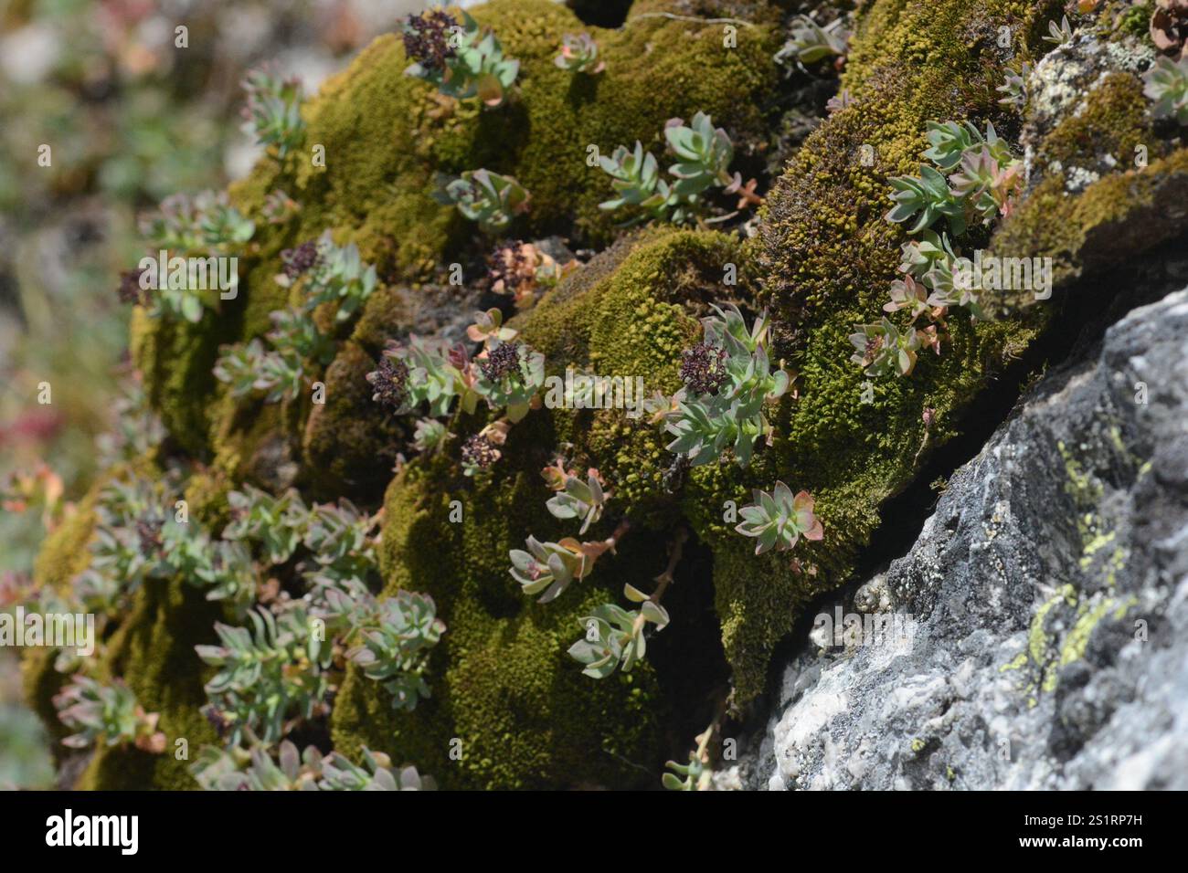 western roseroot (Rhodiola integrifolia Stock Photo - Alamy
