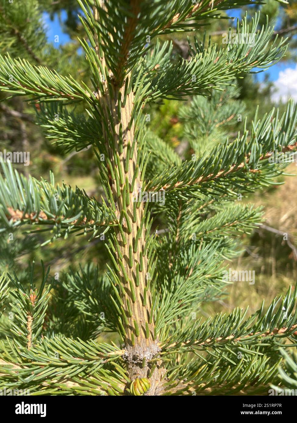 white spruce (Picea glauca Stock Photo - Alamy