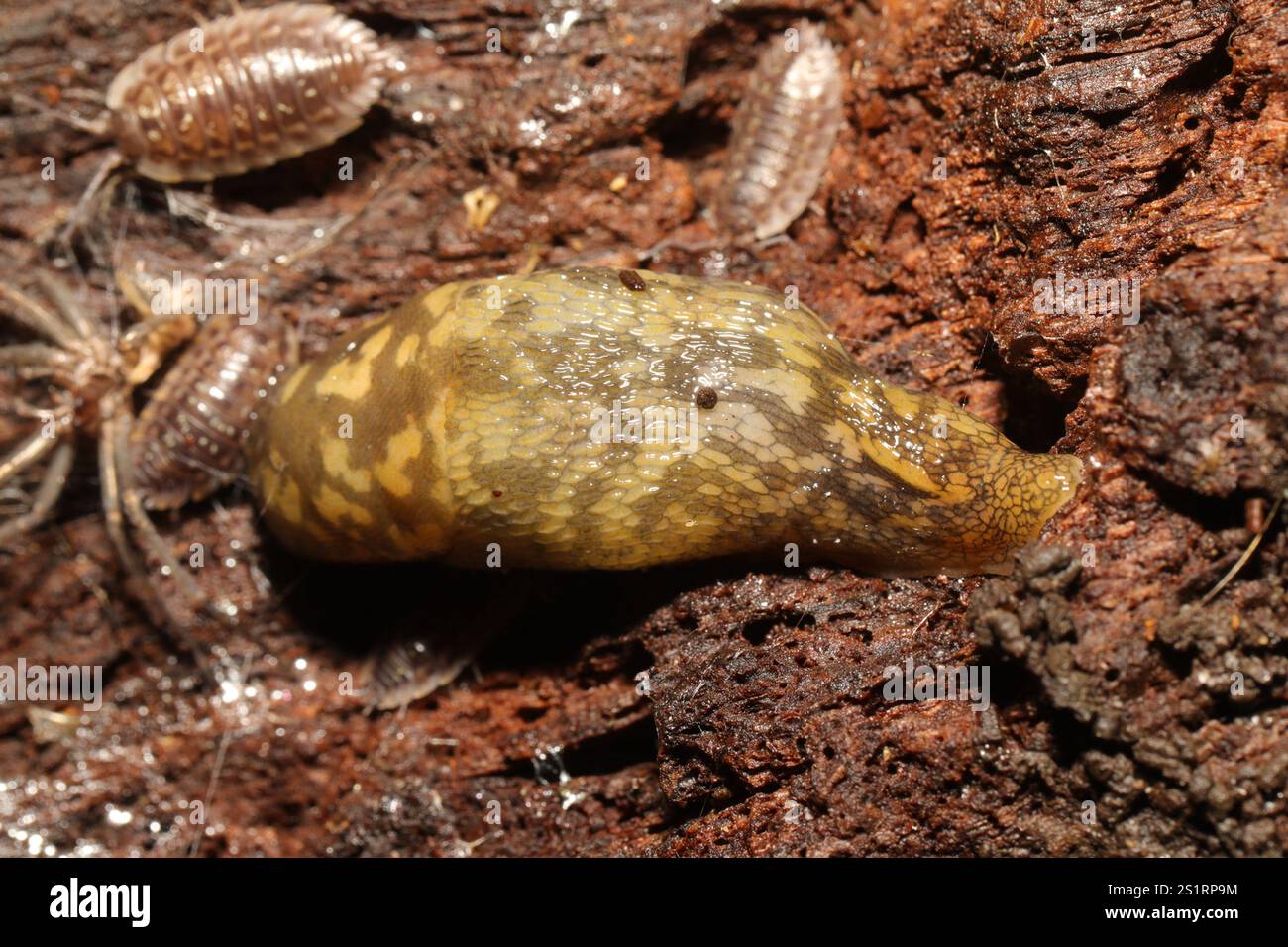 Green Cellar Slug (Limacus maculatus Stock Photo - Alamy