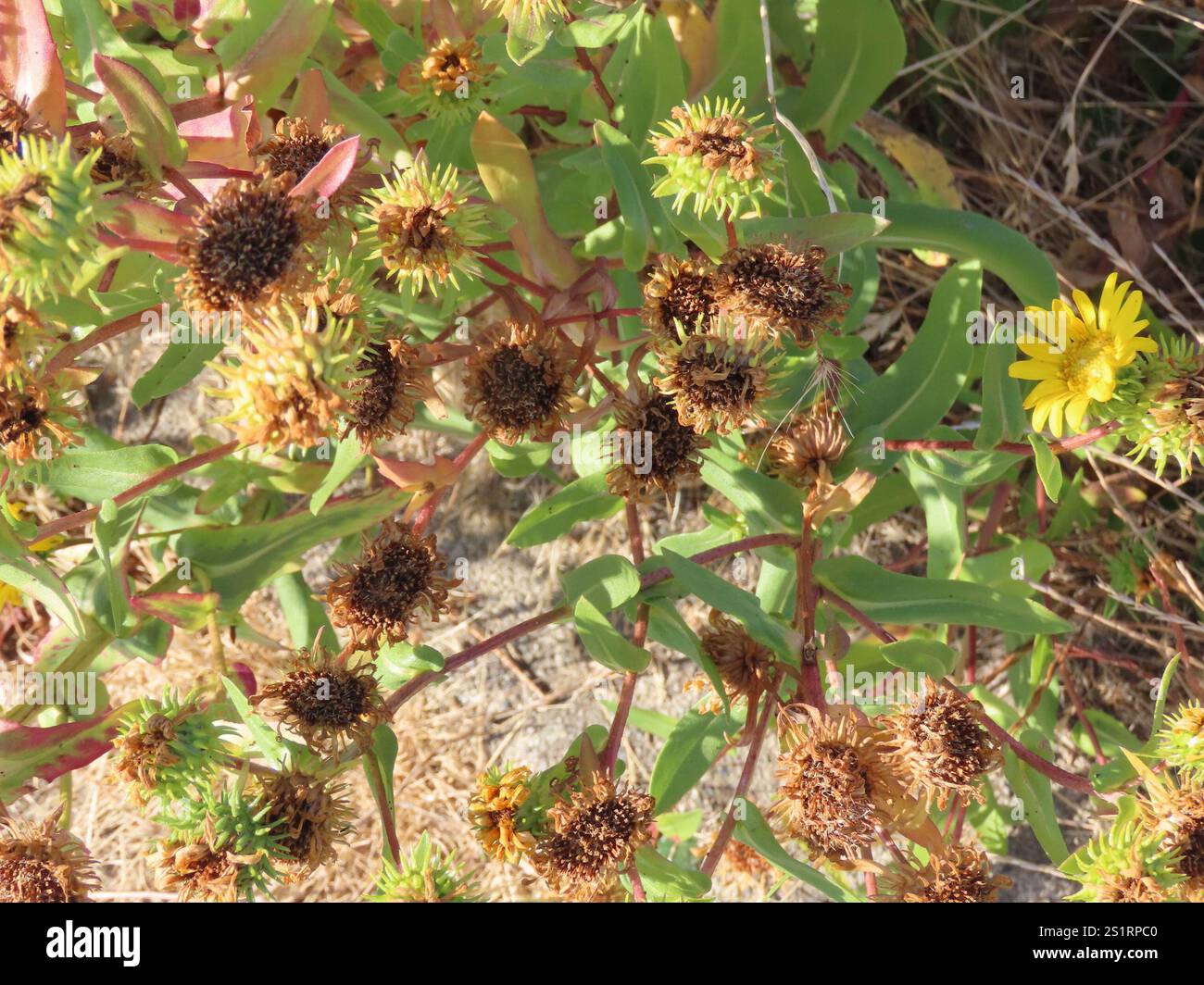 Oregon Gumplant (Grindelia stricta Stock Photo - Alamy