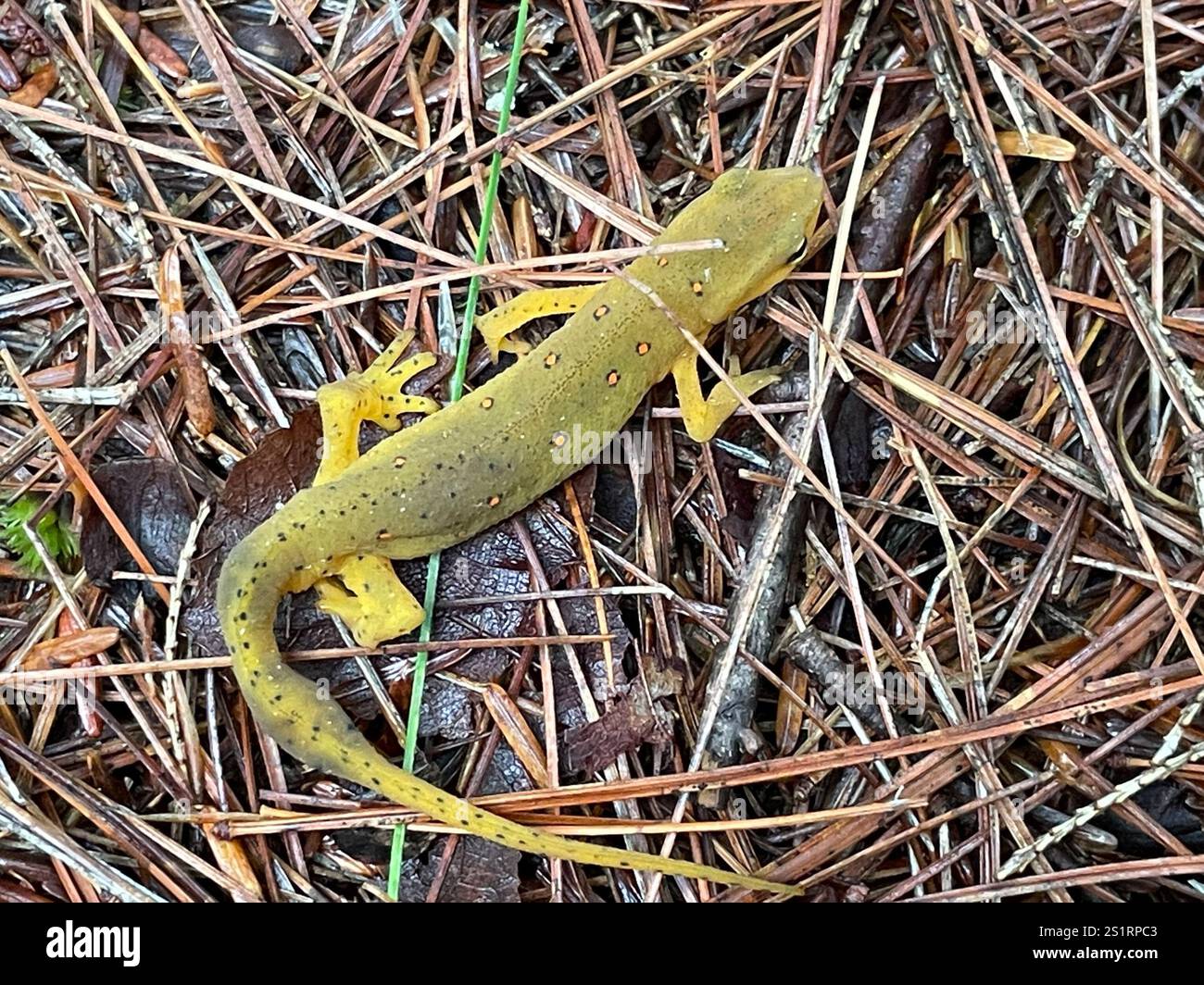 Eastern Newt (Notophthalmus viridescens Stock Photo - Alamy
