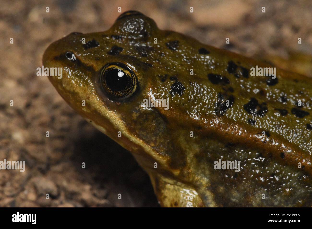 Columbia Spotted Frog (Rana luteiventris Stock Photo - Alamy