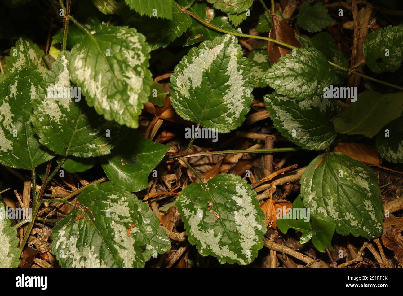 Variegated Yellow Archangel (Lamium galeobdolon argentatum Stock Photo ...