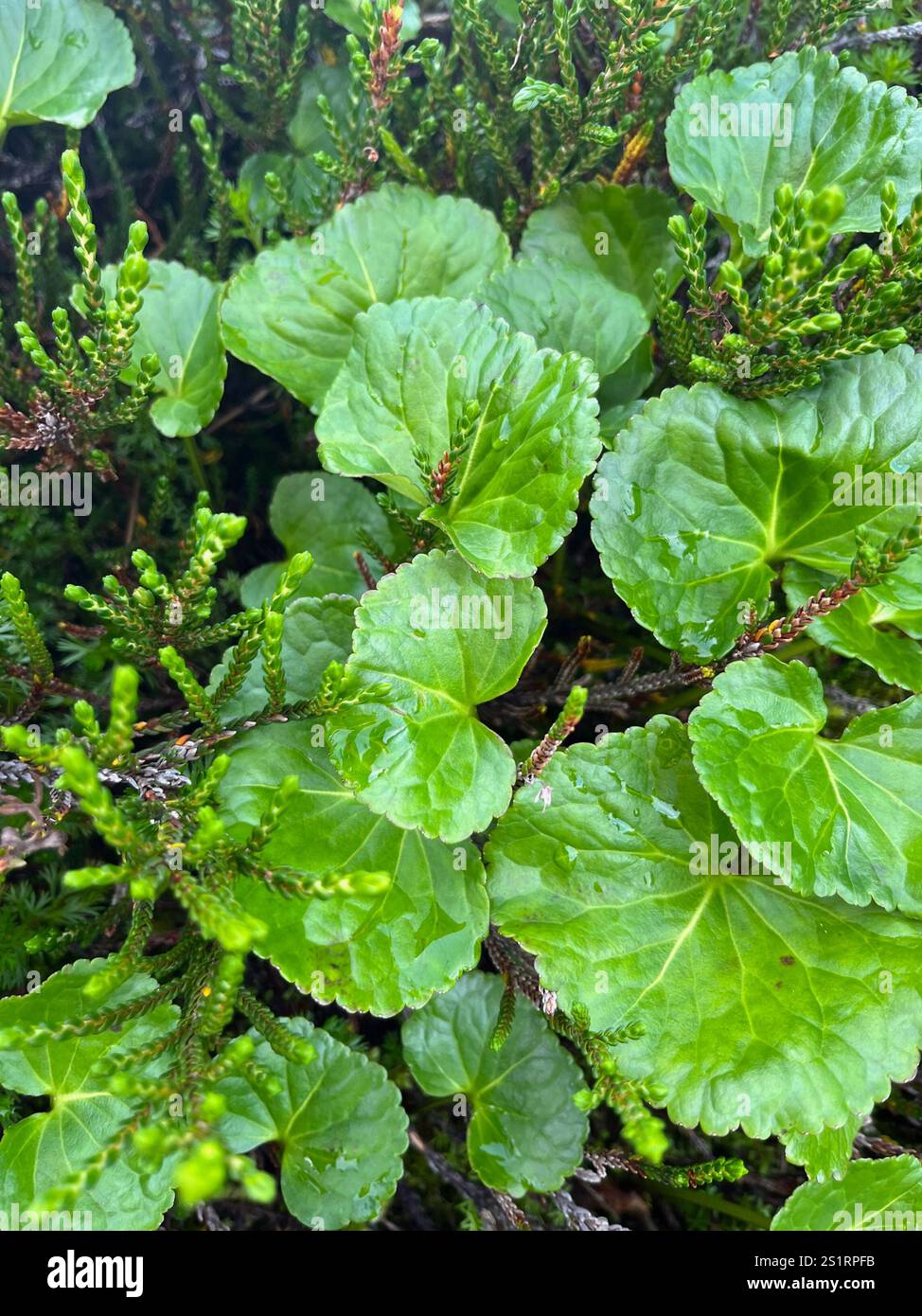 Deer-cabbage (Nephrophyllidium crista-galli Stock Photo - Alamy