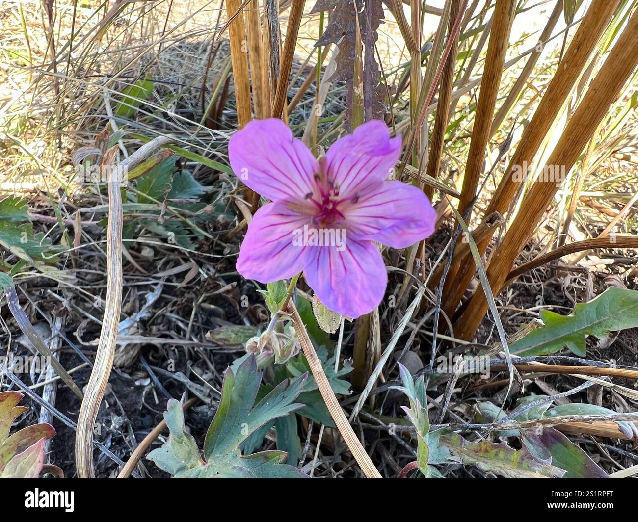 sticky geranium (Geranium viscosissimum Stock Photo - Alamy