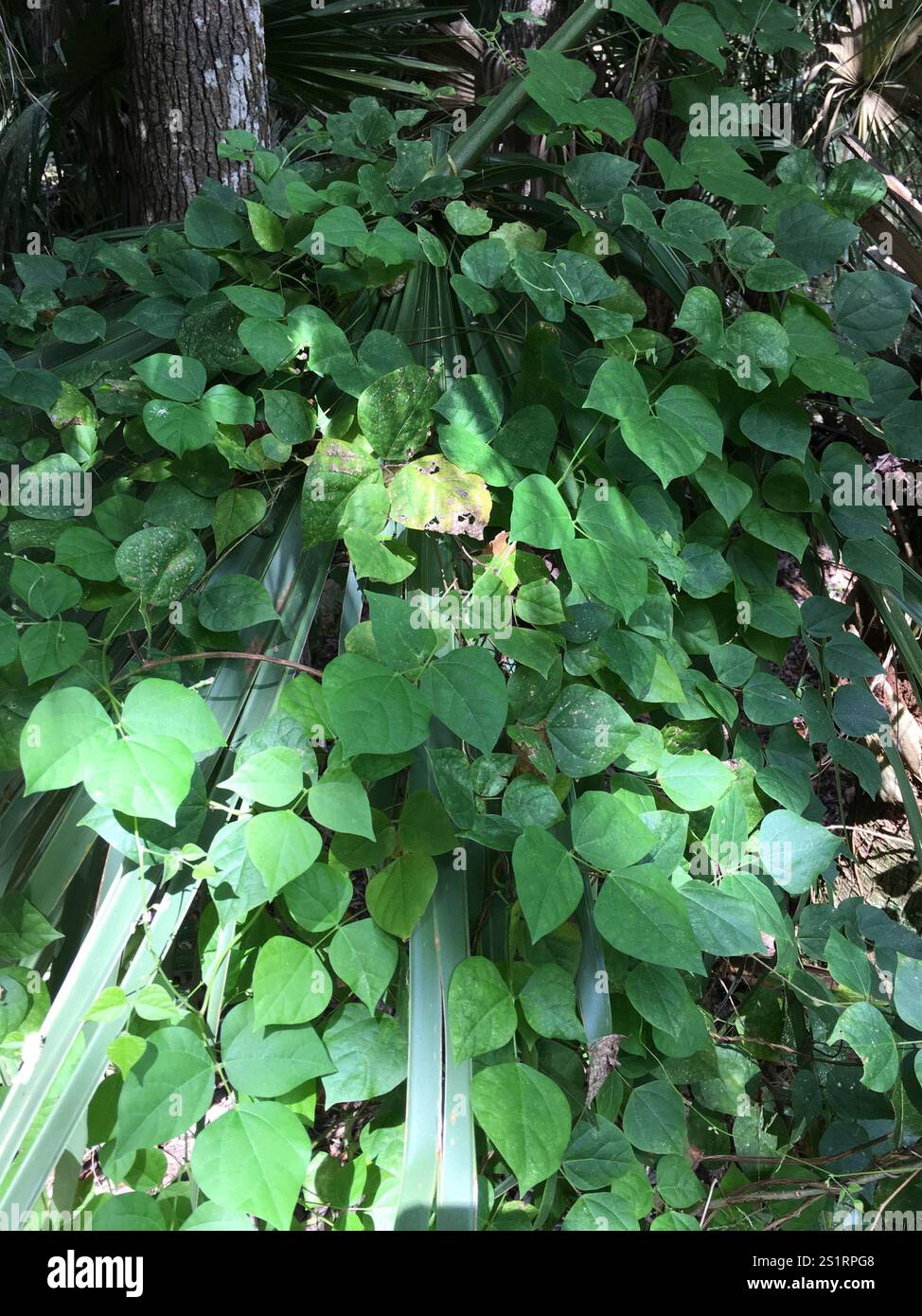 Thicket Bean (Phaseolus polystachios Stock Photo - Alamy