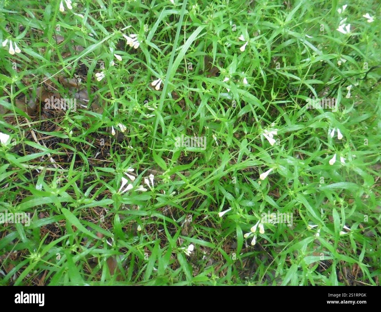 Common Cow-wheat (Melampyrum pratense Stock Photo - Alamy