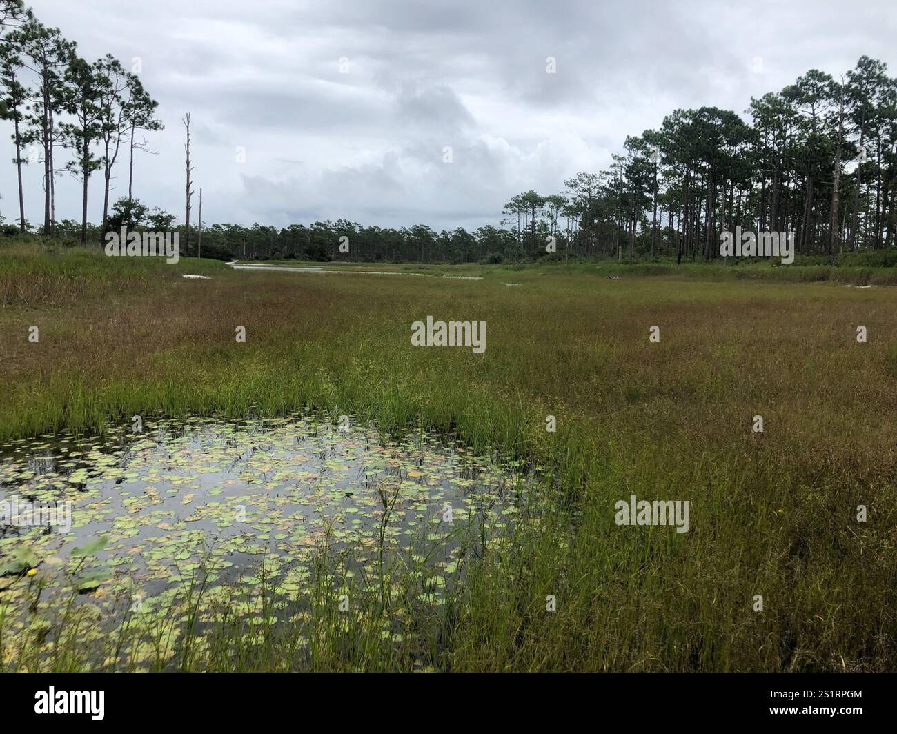 Long-beaked Bald-rush (Rhynchospora scirpoides Stock Photo - Alamy