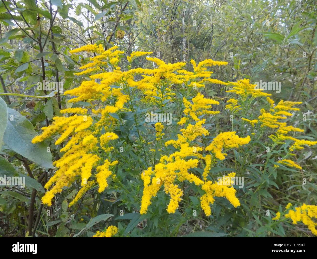 Canada goldenrod (Solidago canadensis Stock Photo - Alamy