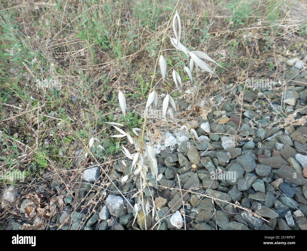 wild oat (Avena fatua Stock Photo - Alamy