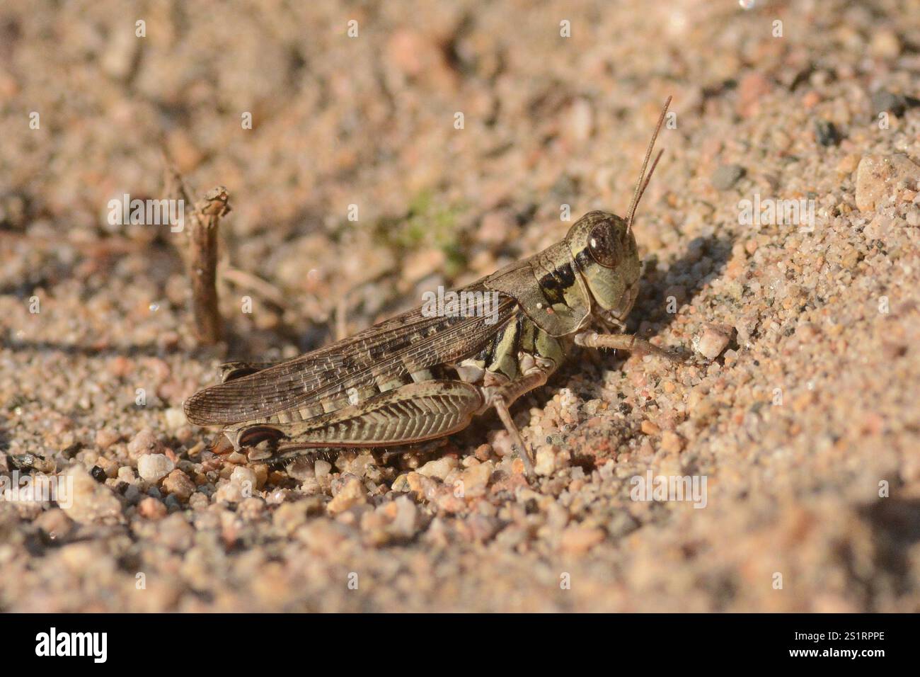 North American Spur-throated Grasshoppers (Melanoplus Stock Photo - Alamy