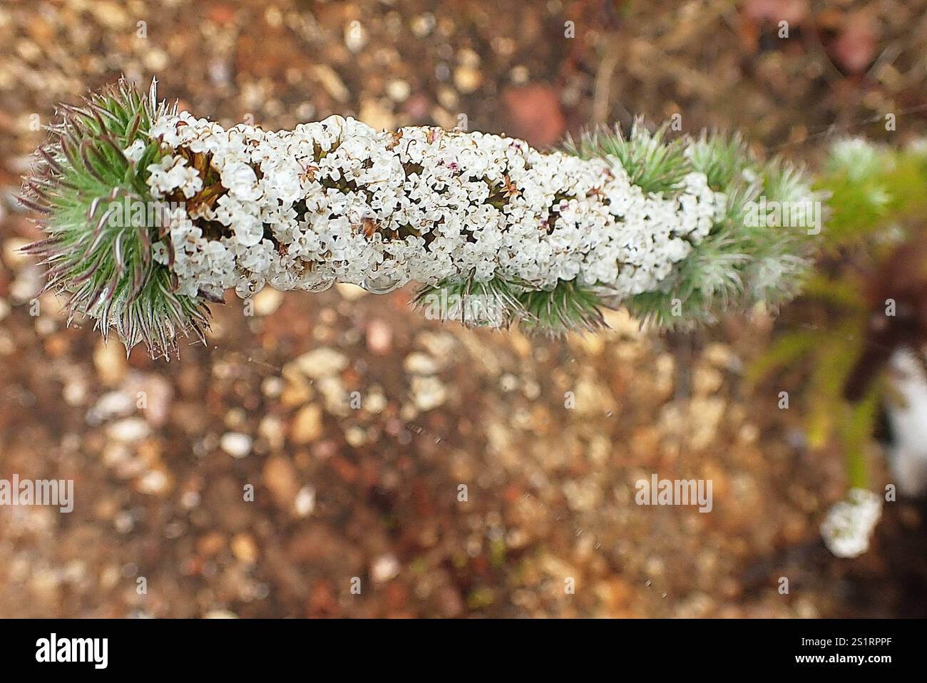 Foxy Slangbos (Stoebe alopecuroides Stock Photo - Alamy