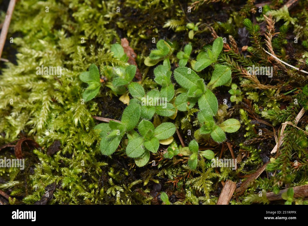 Common mouse-ear chickweed (Cerastium fontanum Stock Photo - Alamy
