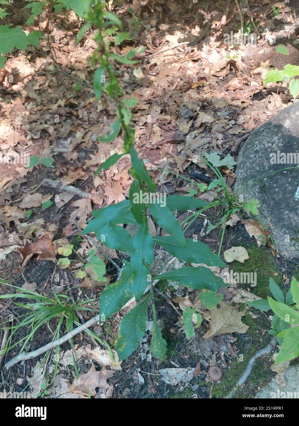Hairy Goldenrod (Solidago hispida Stock Photo - Alamy