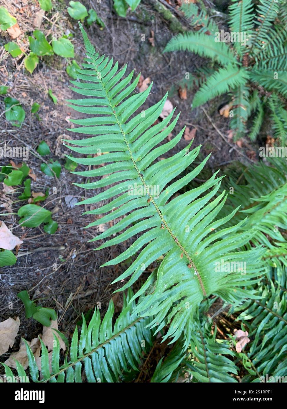 western sword fern (Polystichum munitum Stock Photo - Alamy