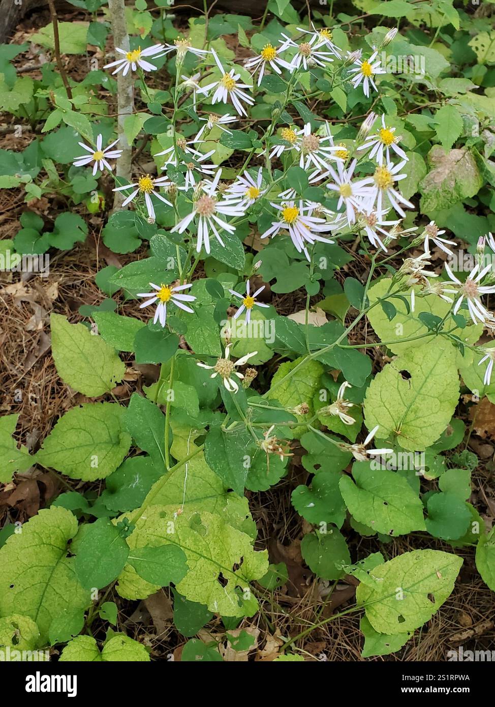 large-leaved aster (Eurybia macrophylla Stock Photo - Alamy