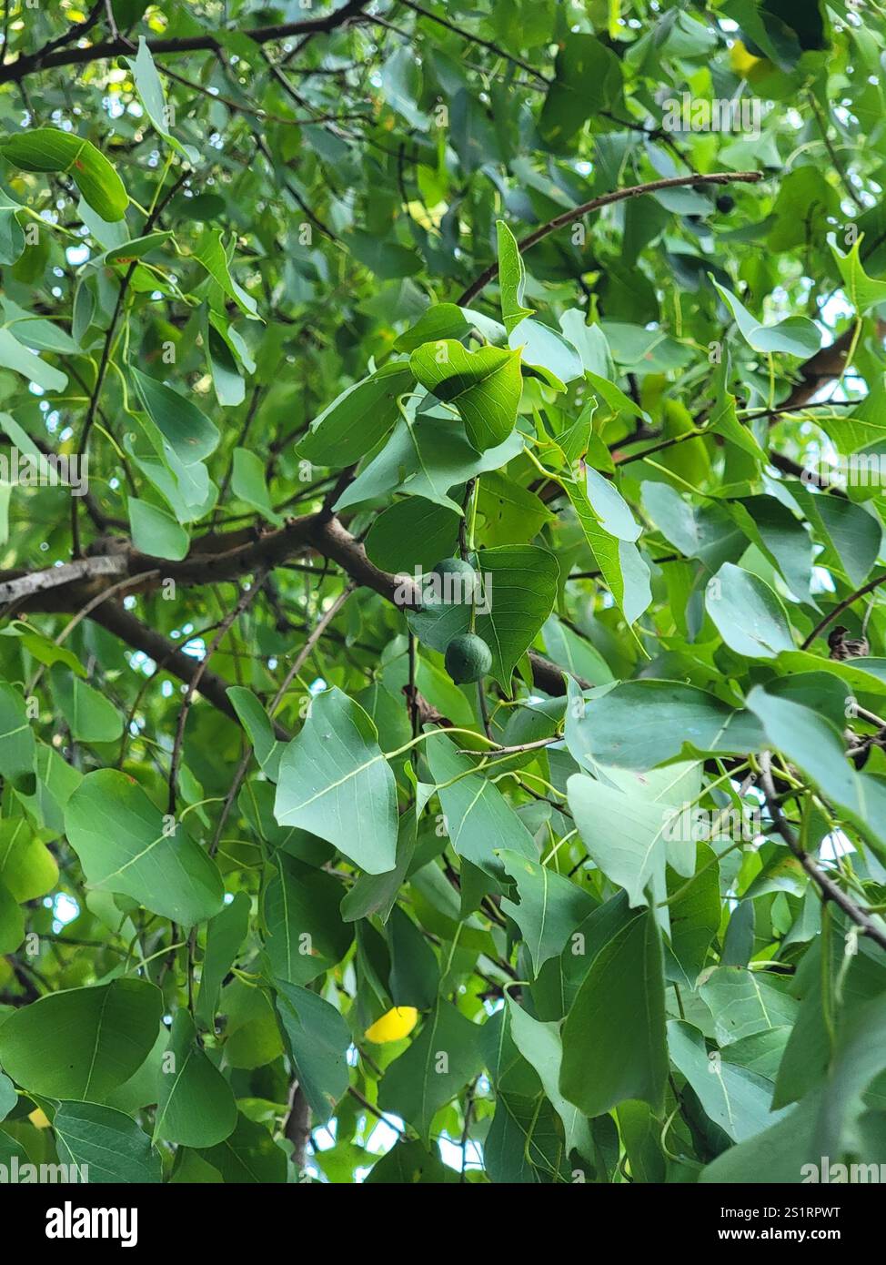 Chinese Tallow (Triadica sebifera Stock Photo - Alamy
