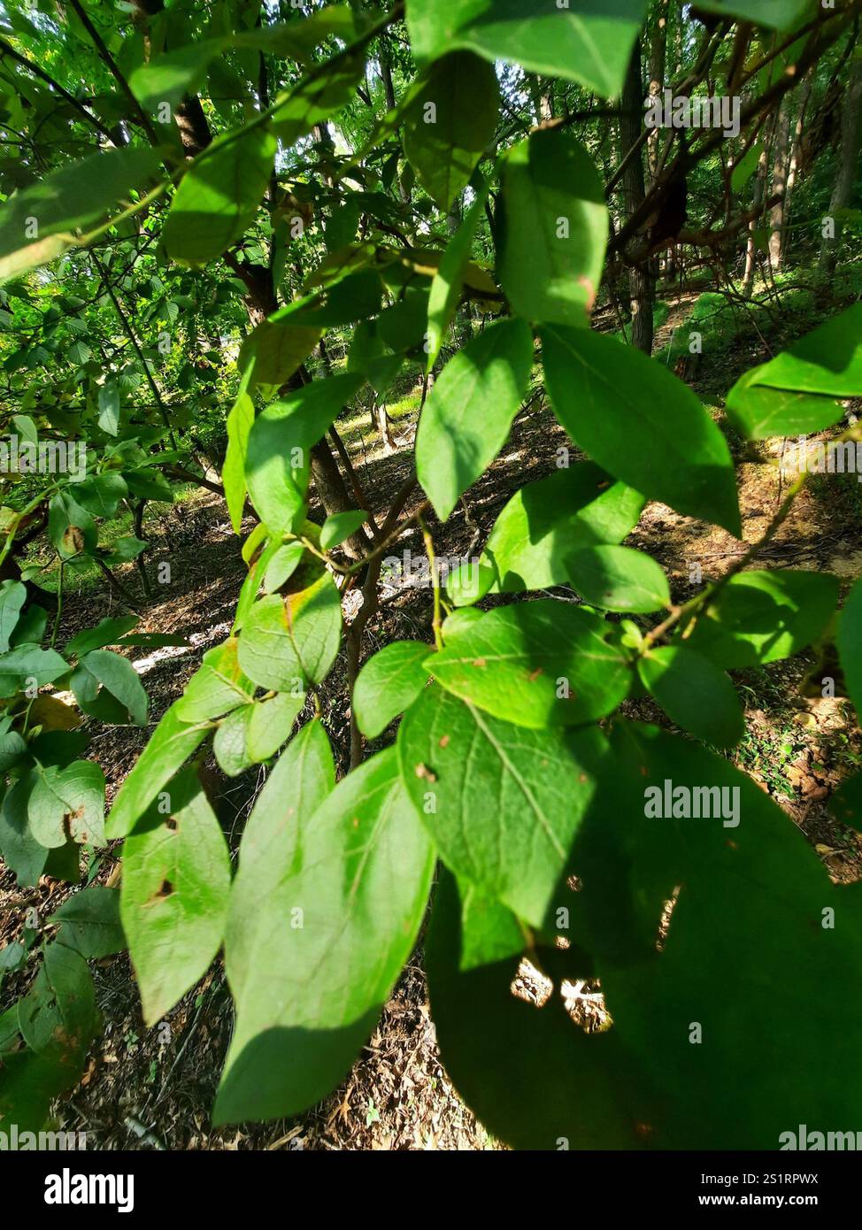 Northern highbush blueberry (Vaccinium corymbosum Stock Photo - Alamy