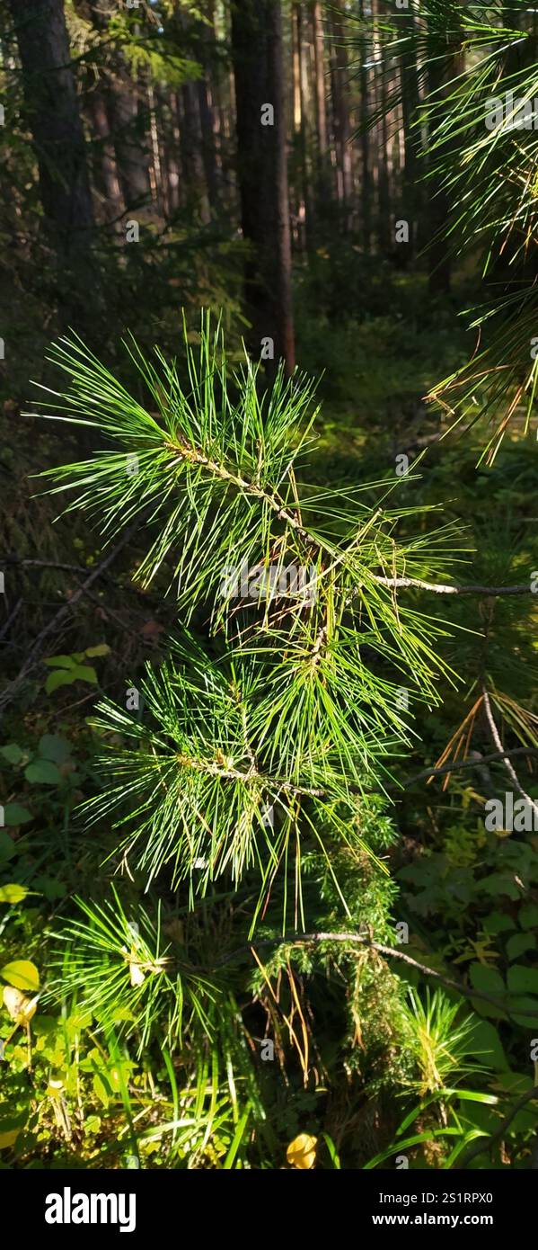 Siberian pine (Pinus sibirica Stock Photo - Alamy