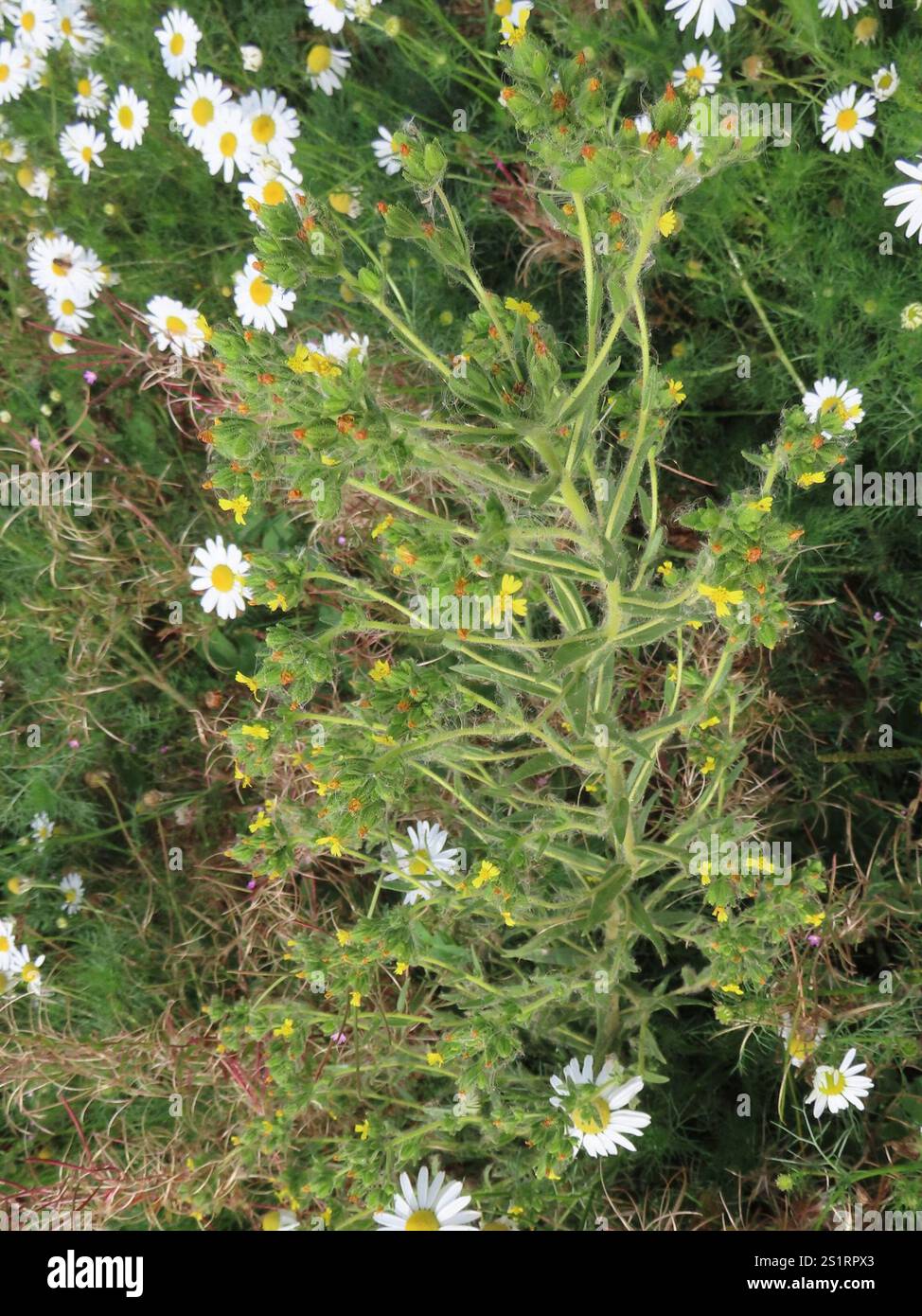 mountain tarweed (Madia glomerata Stock Photo - Alamy