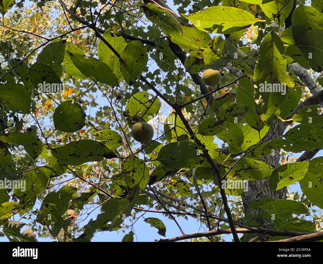 American persimmon (Diospyros virginiana Stock Photo - Alamy