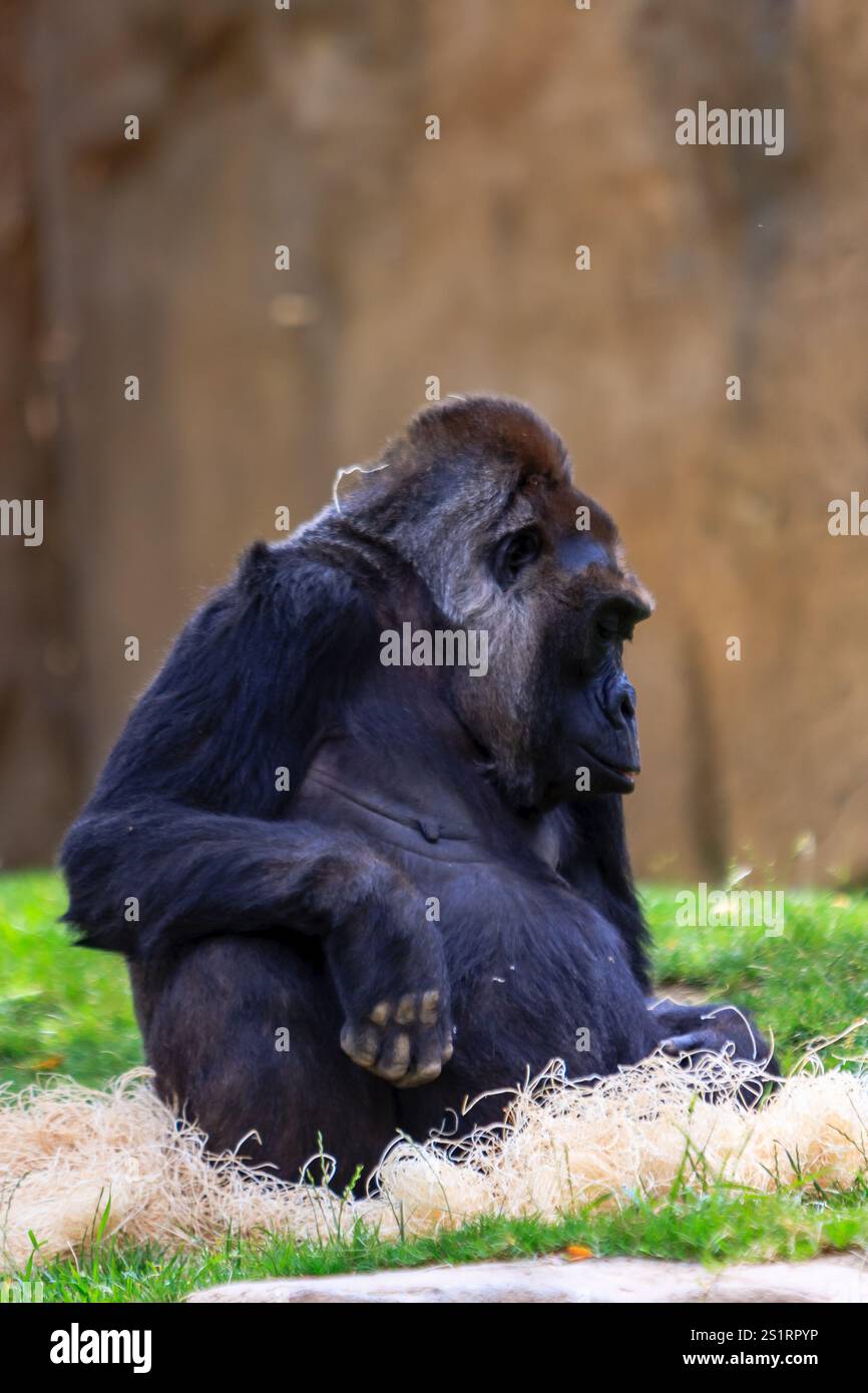 A gorilla is sitting on the grass in a zoo enclosure. The gorilla is ...