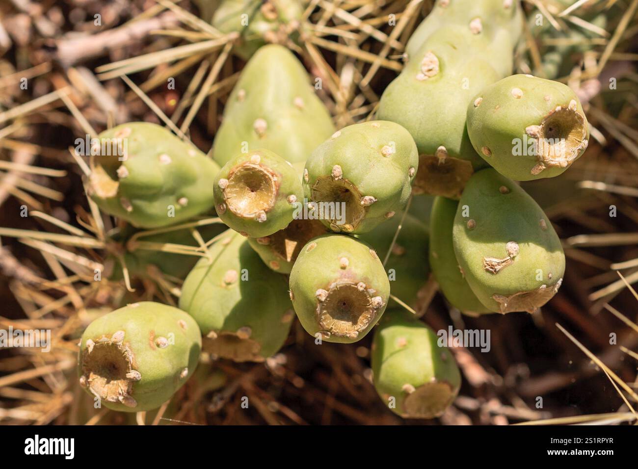 A bunch of green cactus with brown spots. The cactus is prickly and has ...