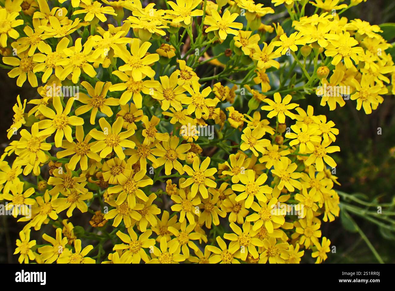 Poorflower Babooncabbage (Othonna parviflora Stock Photo - Alamy