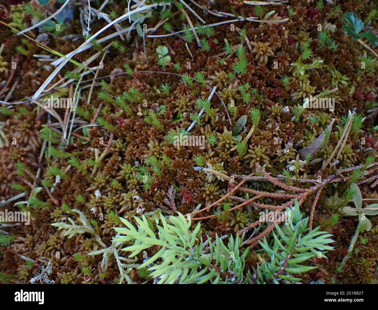 Bog Haircap Moss (Polytrichum strictum Stock Photo - Alamy