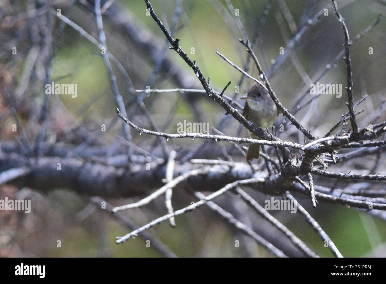 Western Wood-Pewee (Contopus sordidulus Stock Photo - Alamy