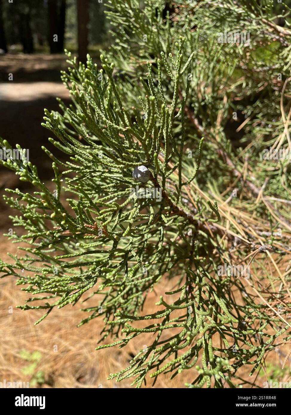 Sierra juniper (Juniperus grandis Stock Photo - Alamy