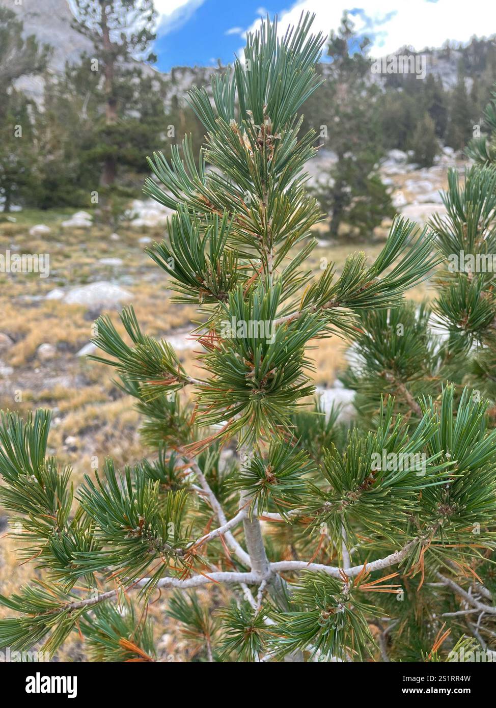 Whitebark Pine (Pinus albicaulis Stock Photo - Alamy