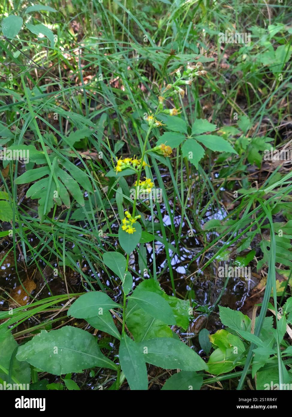 Swamp Goldenrod (Solidago patula Stock Photo - Alamy