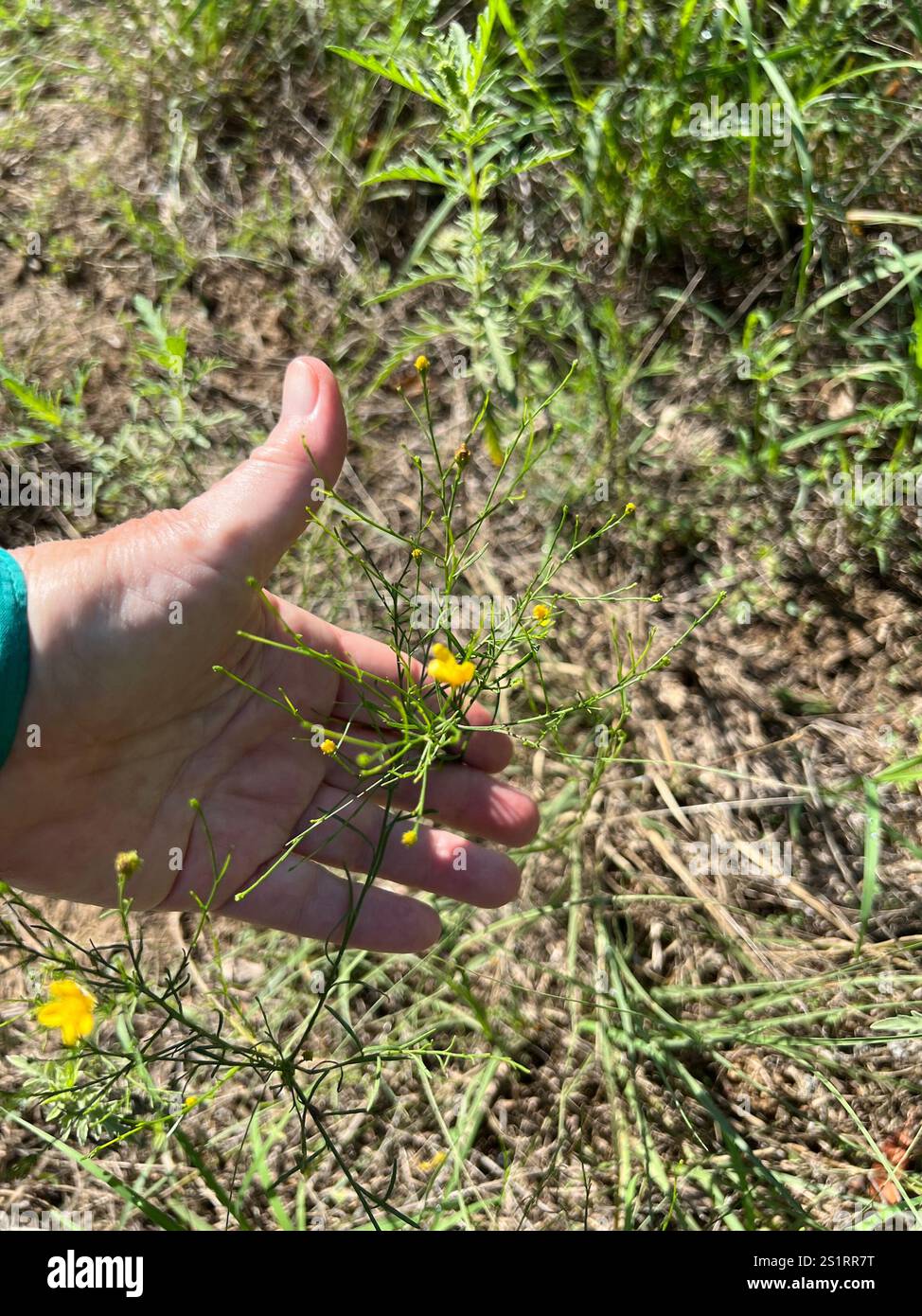 prairie broomweed (Amphiachyris dracunculoides Stock Photo - Alamy