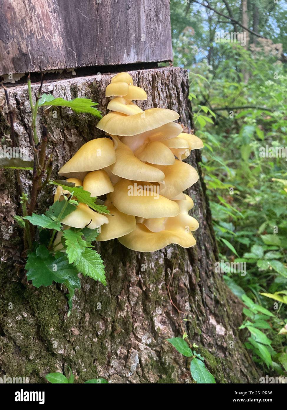Golden Oyster Mushroom (Pleurotus citrinopileatus Stock Photo - Alamy