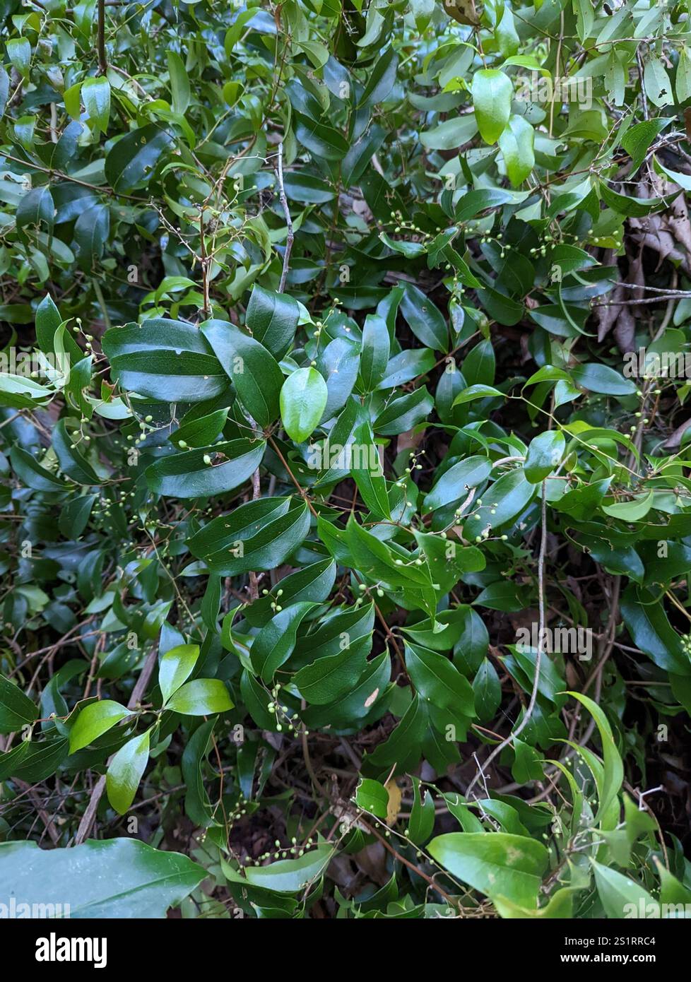 White Supplejack (Ripogonum album Stock Photo - Alamy