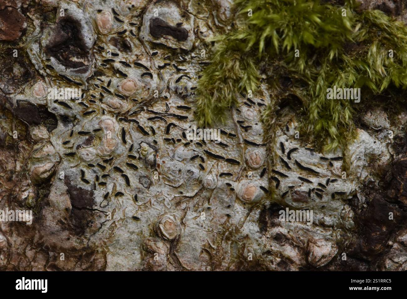 Common Script Lichen (Graphis scripta Stock Photo - Alamy
