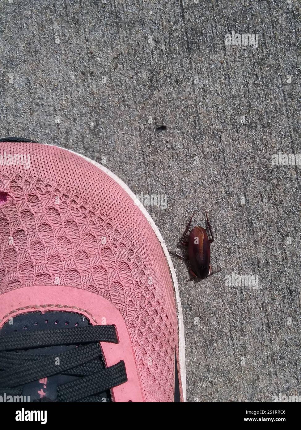 Typical Cockroaches and Termites (Blattoidea Stock Photo - Alamy