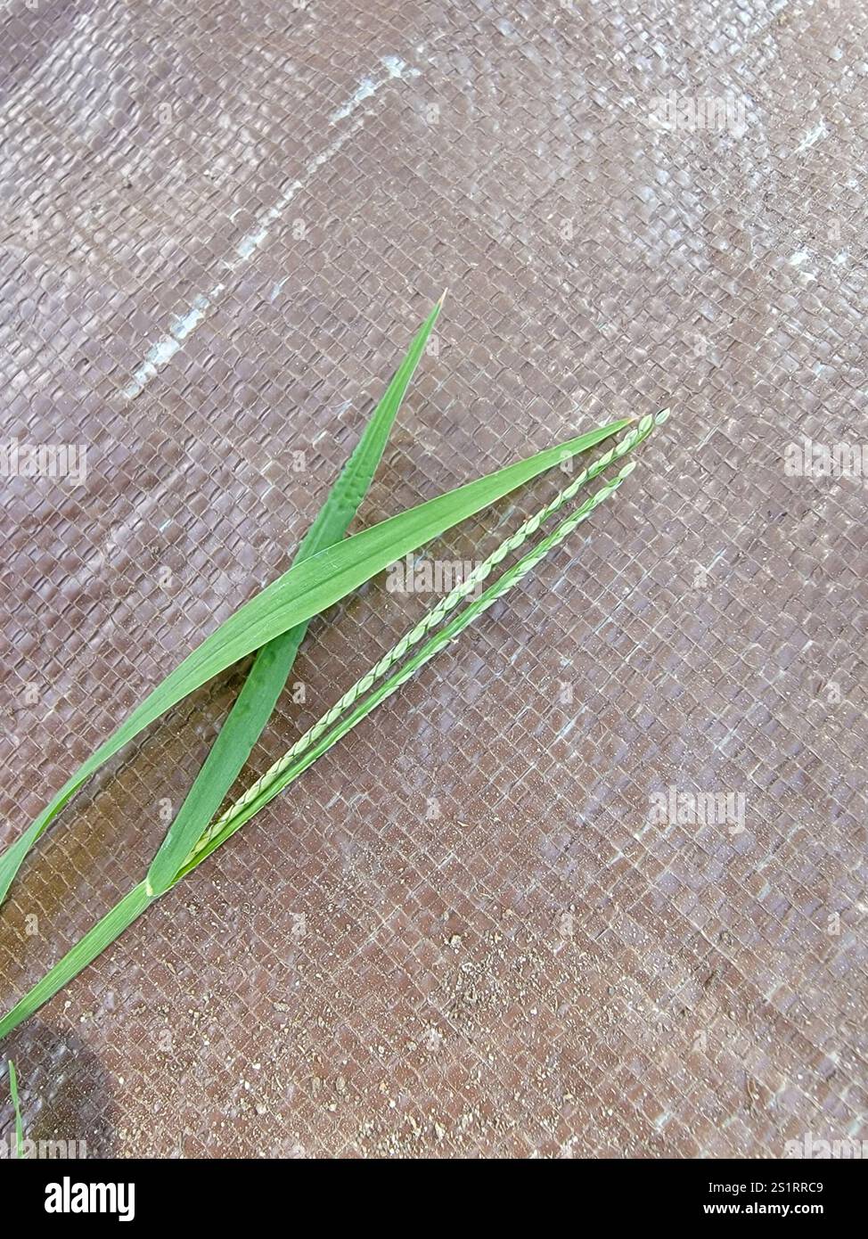 Thin Paspalum (Paspalum setaceum Stock Photo - Alamy